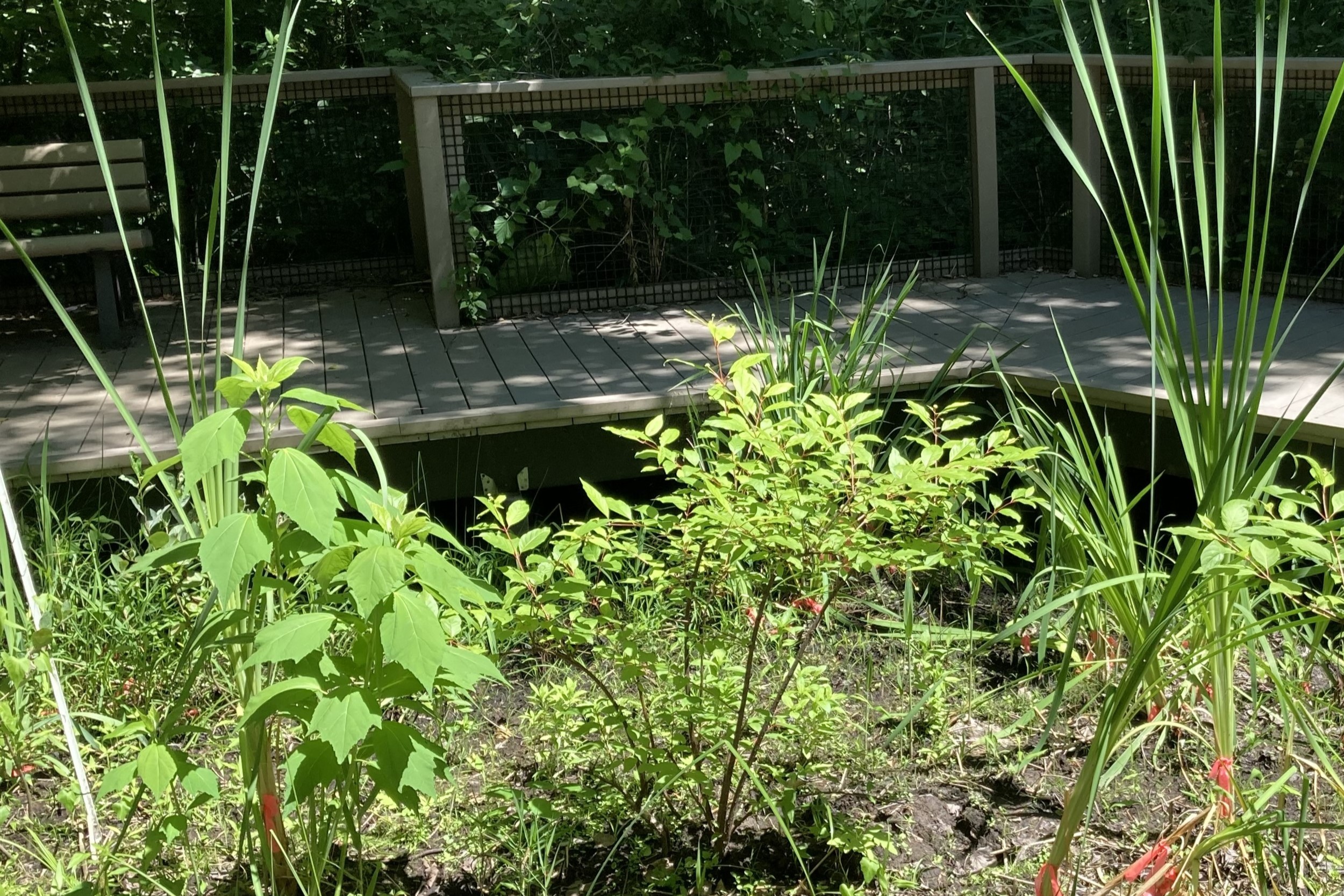 Plum Native Landscape Design